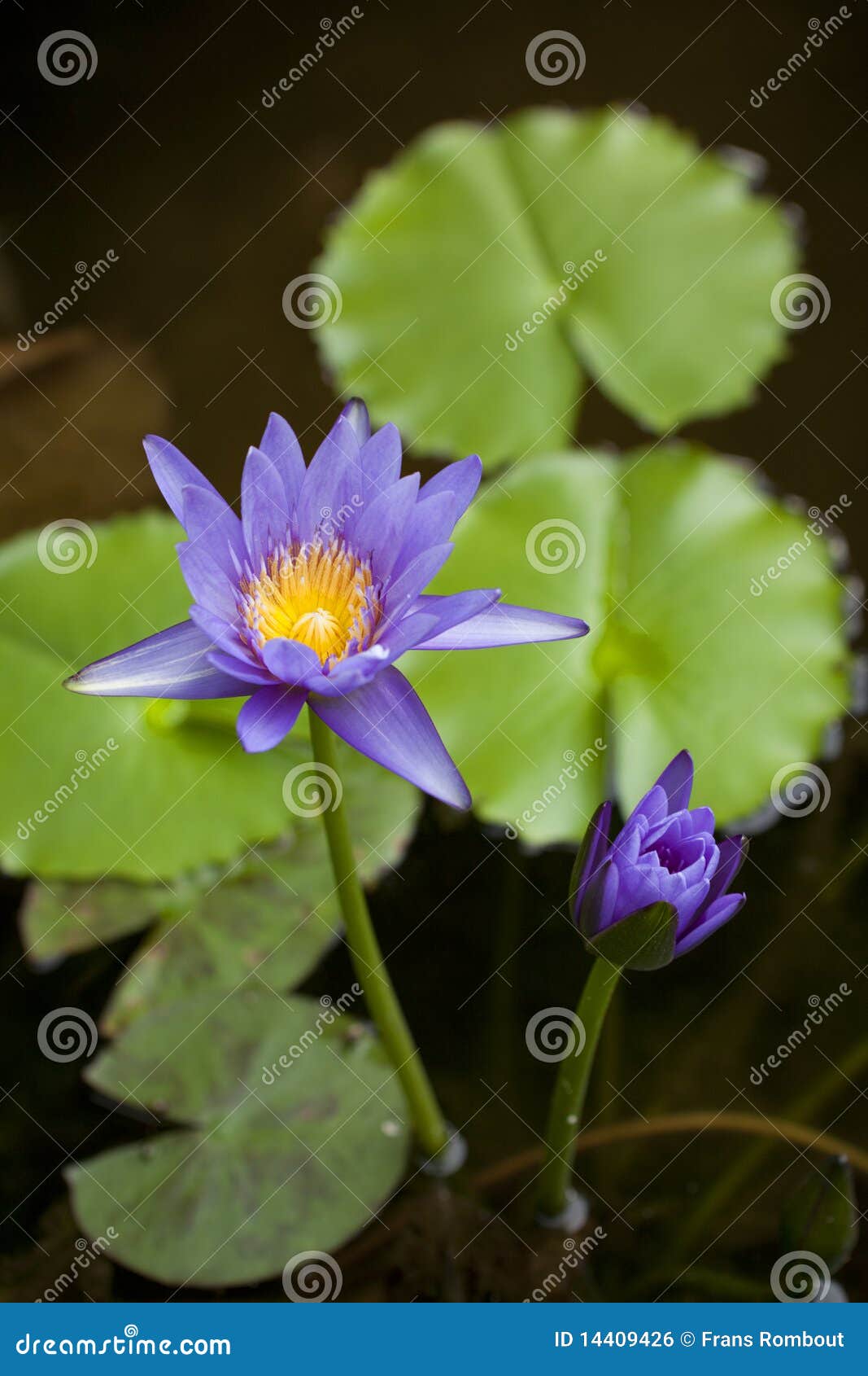 Blue water lily stock photo. Image of waterlily, nymphaea - 14409426