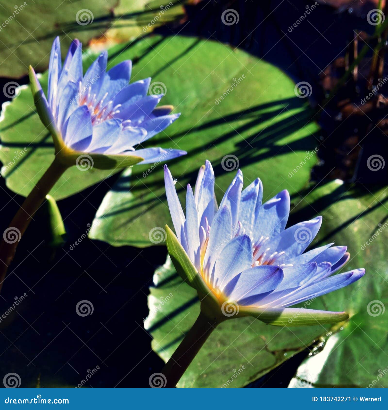 Blue Water Lilies in a Pond Stock Image - Image of petals, green: 183742271