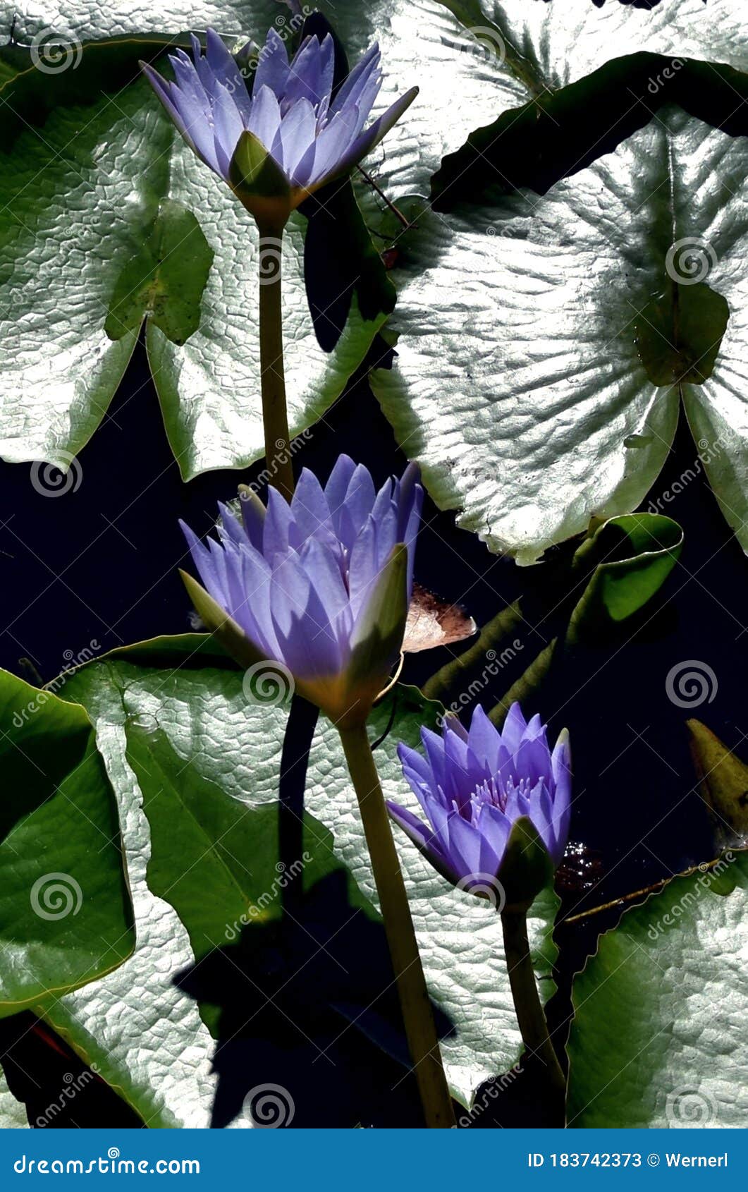 Blue Water Lilies in a Pond Stock Image - Image of yellow, close: 183742373