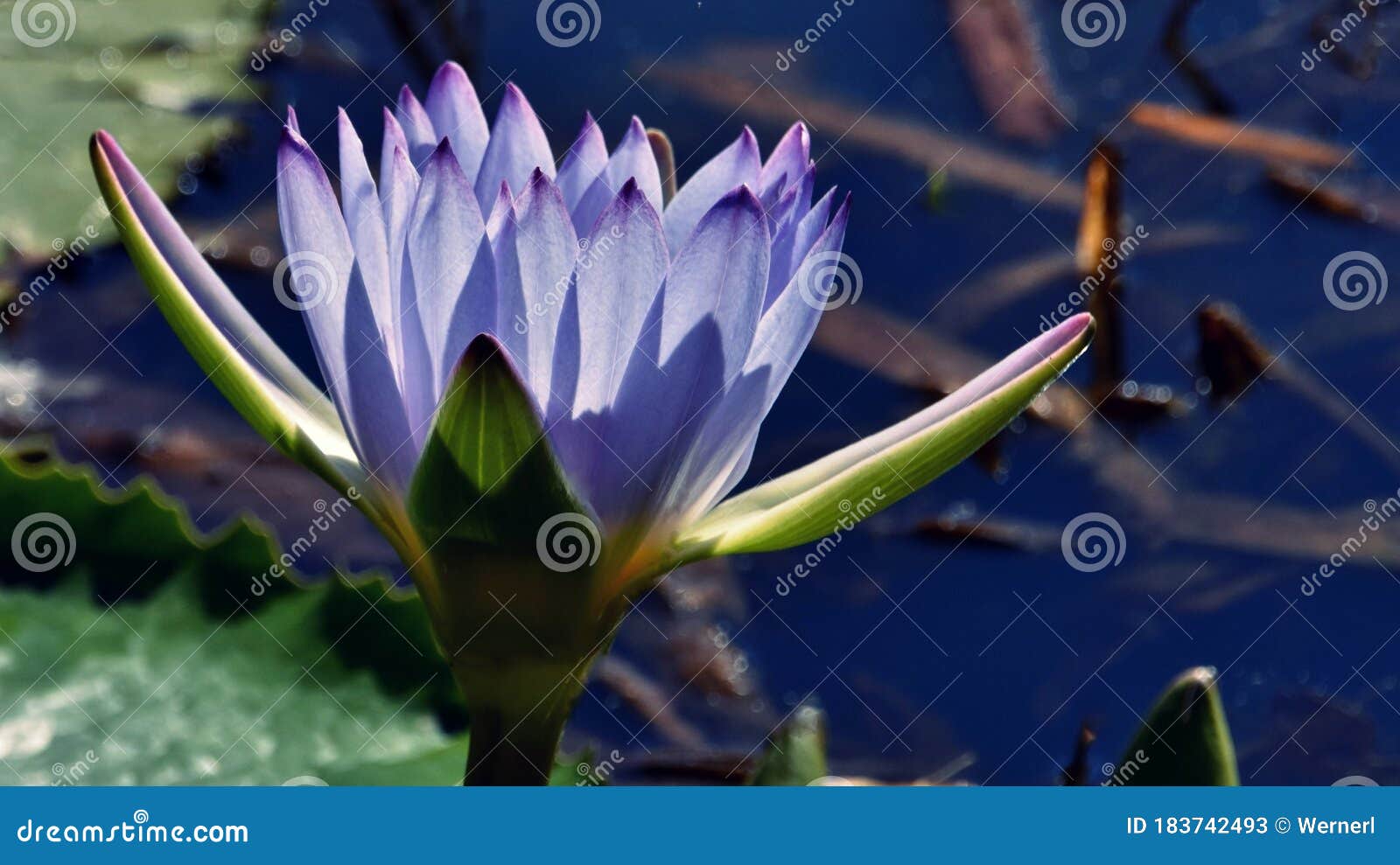 Blue Water Lily in a pond stock image. Image of lily - 183742493