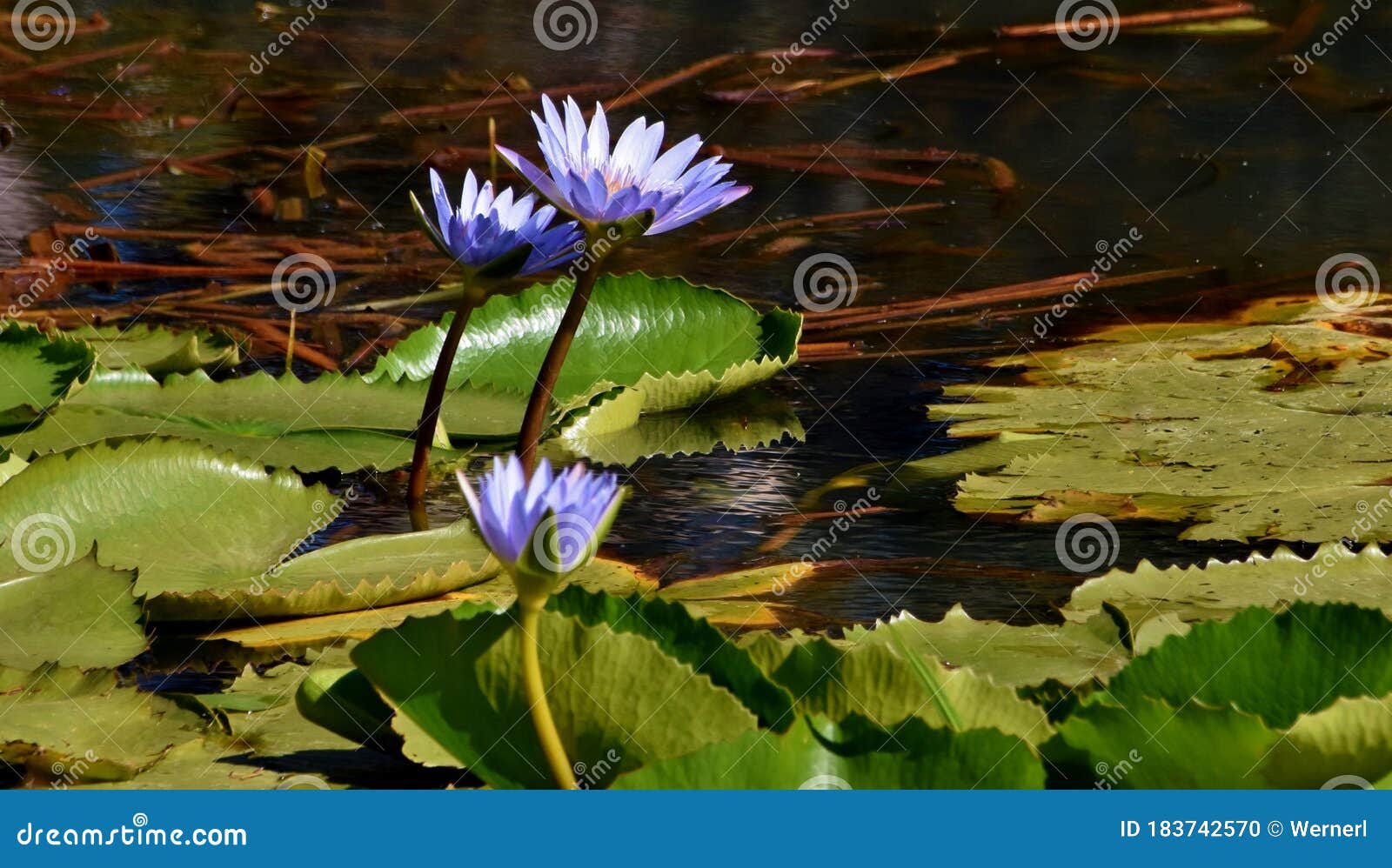 Blue Water Lilies in a Pond Stock Photo - Image of water, flora: 183742570