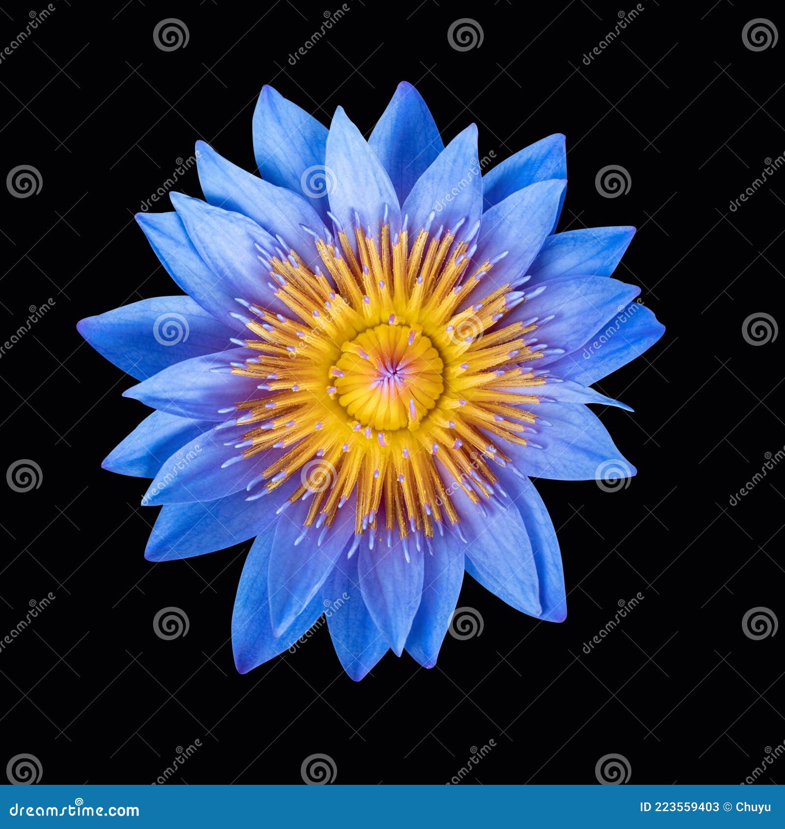 Blue water lily isolated stock image. Image of floral - 223559403