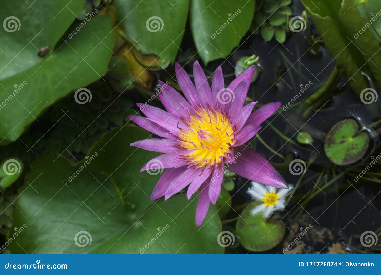 Blue Water Lily Nymphaeaceae Floating in Pond, Top View Stock Photo ...