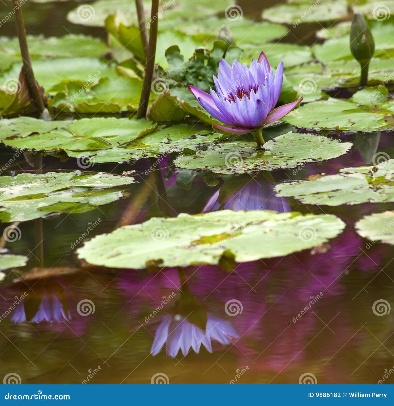 Blue Water Lily with Purple Blue Reflection Stock Photo - Image of ...