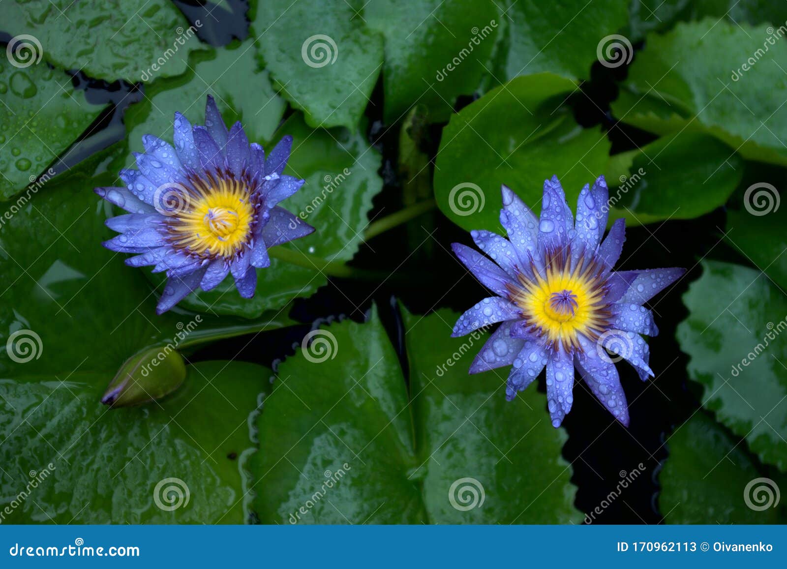 Blue Water Lily in Water, Top View Stock Image - Image of blue, biology ...