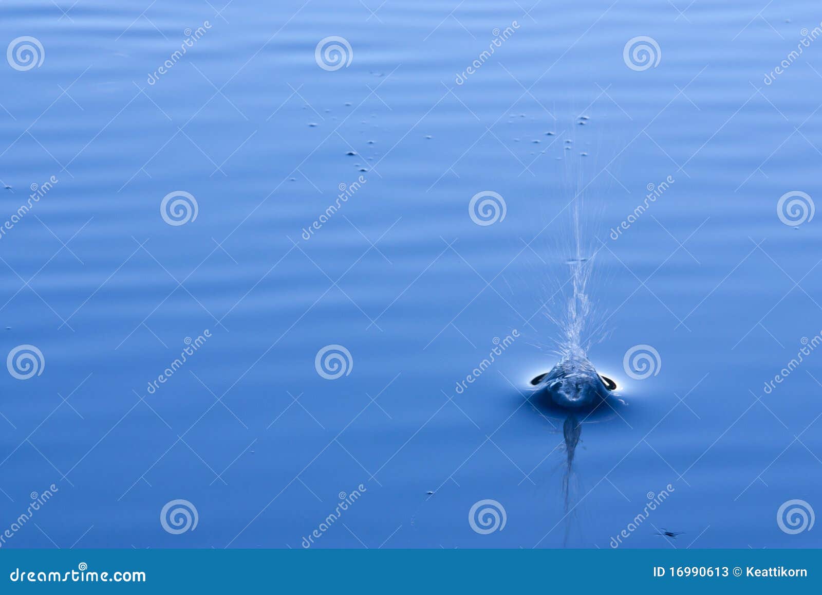 Blue water splash stock image. Image of alive, mineral - 16990613