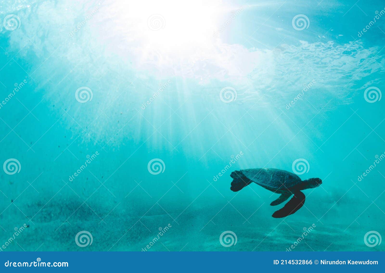 Underwater Shot with Turtle and Bubbles in Deep Stock Photo - Image of ...
