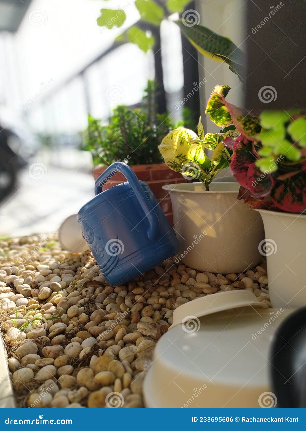 Close-up of the Garden View, Stone Courtyard, Beautiful, Morning ...