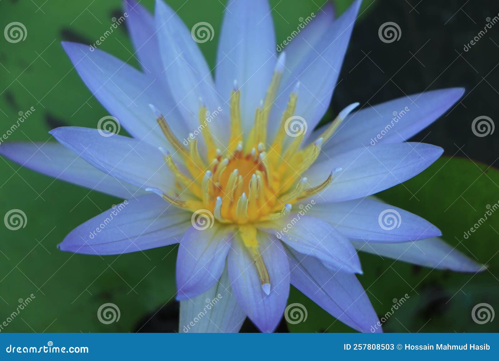 Blue Waterlily Flower Top Down Angle Shot in Daylight Stock Image ...