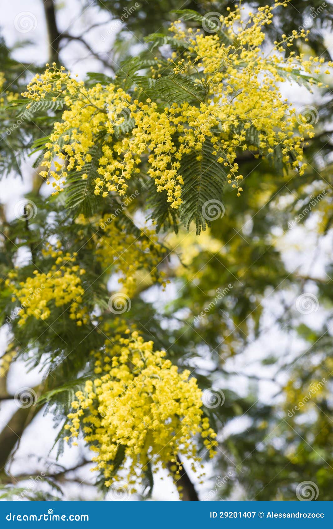Blue wattle flowers stock image. Image of nature, season - 29201407