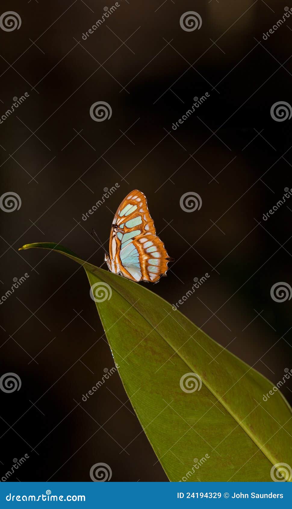 Blue Wave Butterfly stock image. Image of green, wave - 24194329