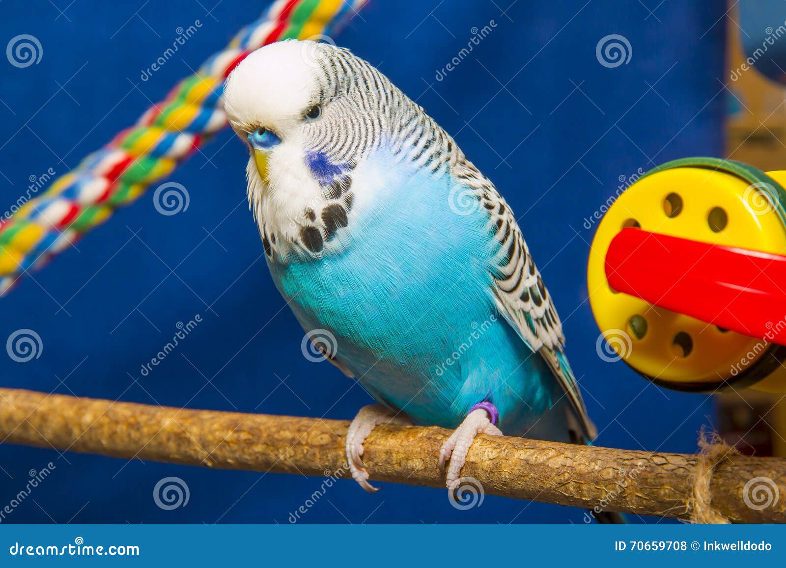Blue wavy parrot stock photo. Image of manual, wavy, small - 70659708