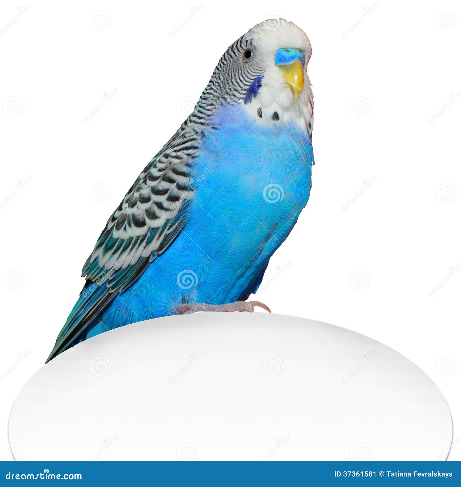 Blue wavy parrot stock image. Image of parrot, veterinary - 37361581