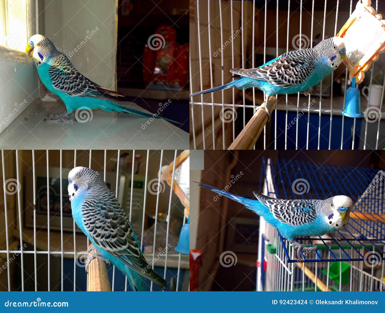 Blue wavy parrot stock photo. Image of eyes, feathered - 92423424