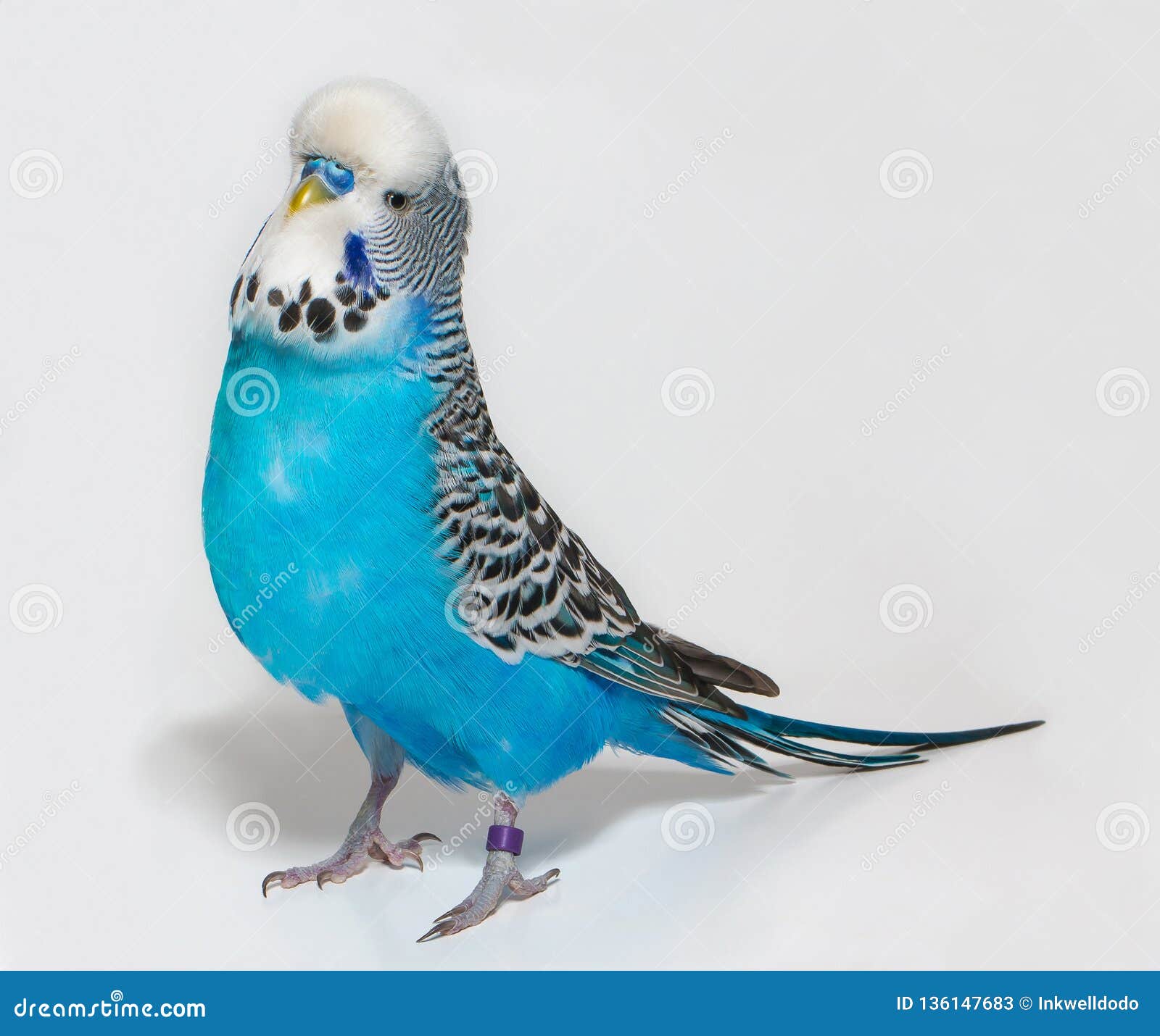 Blue Wavy Parrot on White Background Stock Image - Image of wing ...