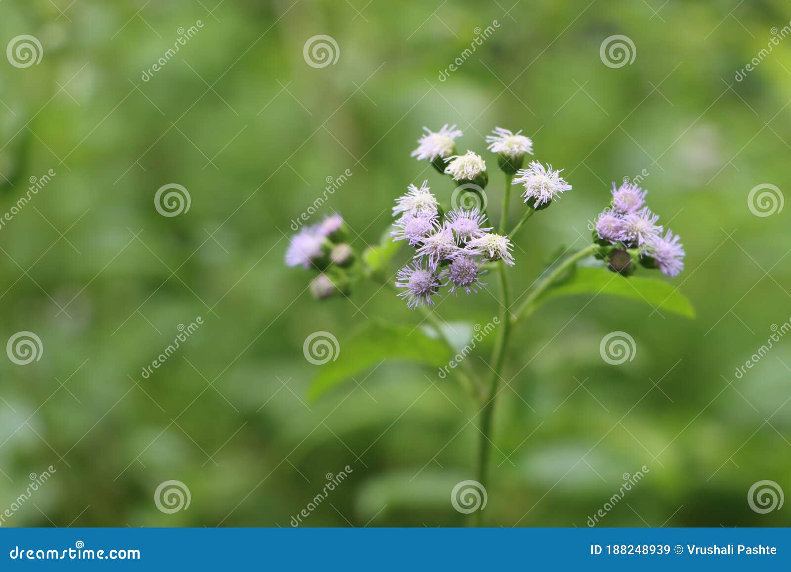 Blue Weed Flower or Grass Flower Stock Image - Image of blossom, color ...