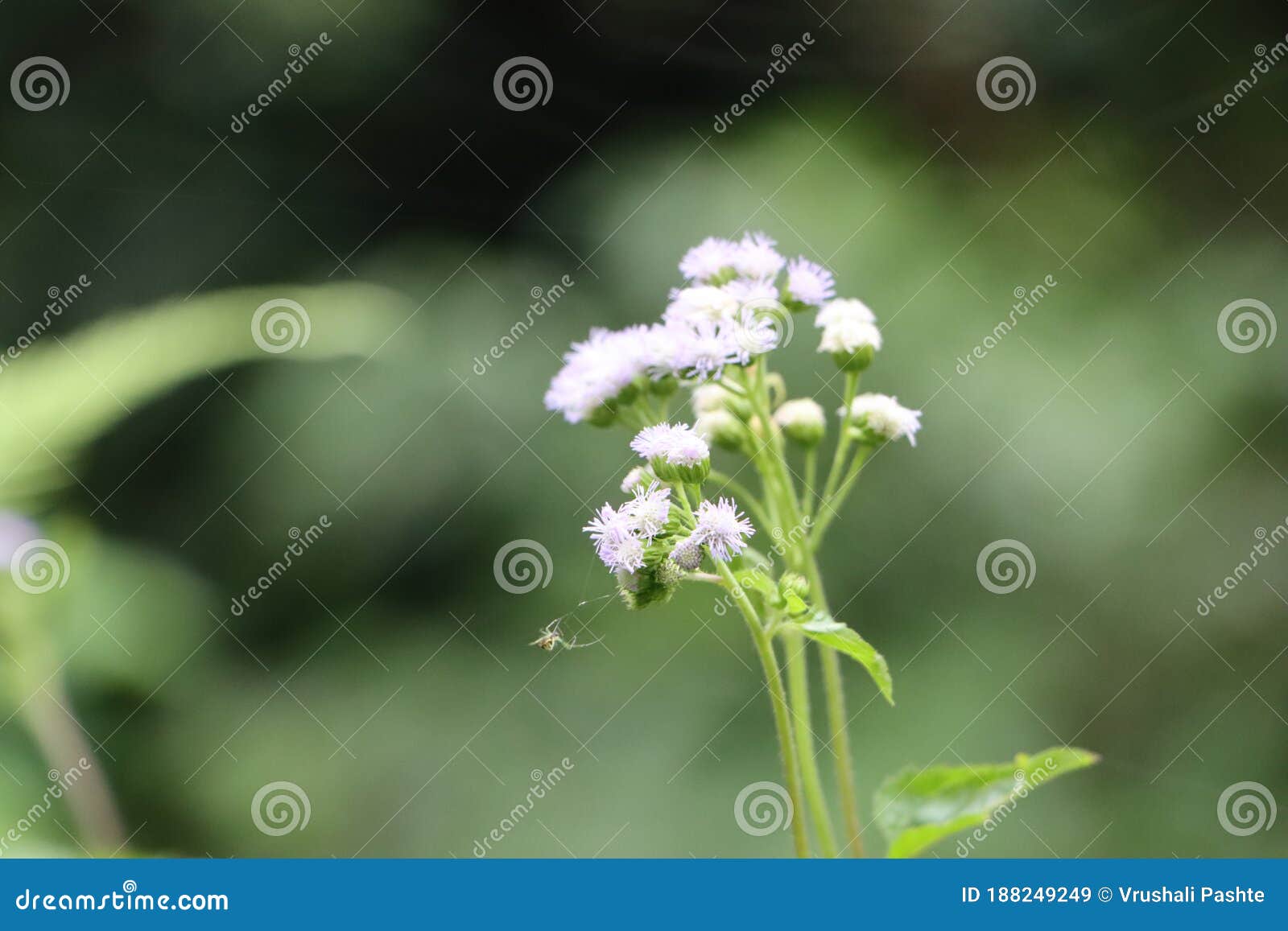 Blue Weed Flower or Grass Flower Stock Image - Image of fluffy ...