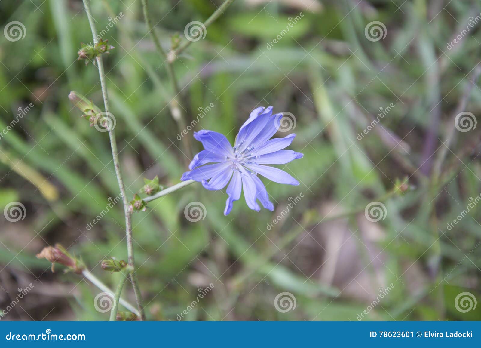 Blue weed stock image. Image of monochrome, beautiful - 78623601