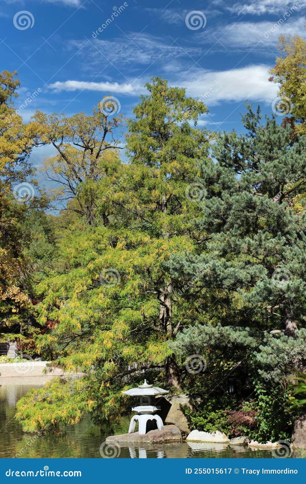 A Blue Weeping Juniper, Pine Tree and Japanese Stone Lantern Edging a ...