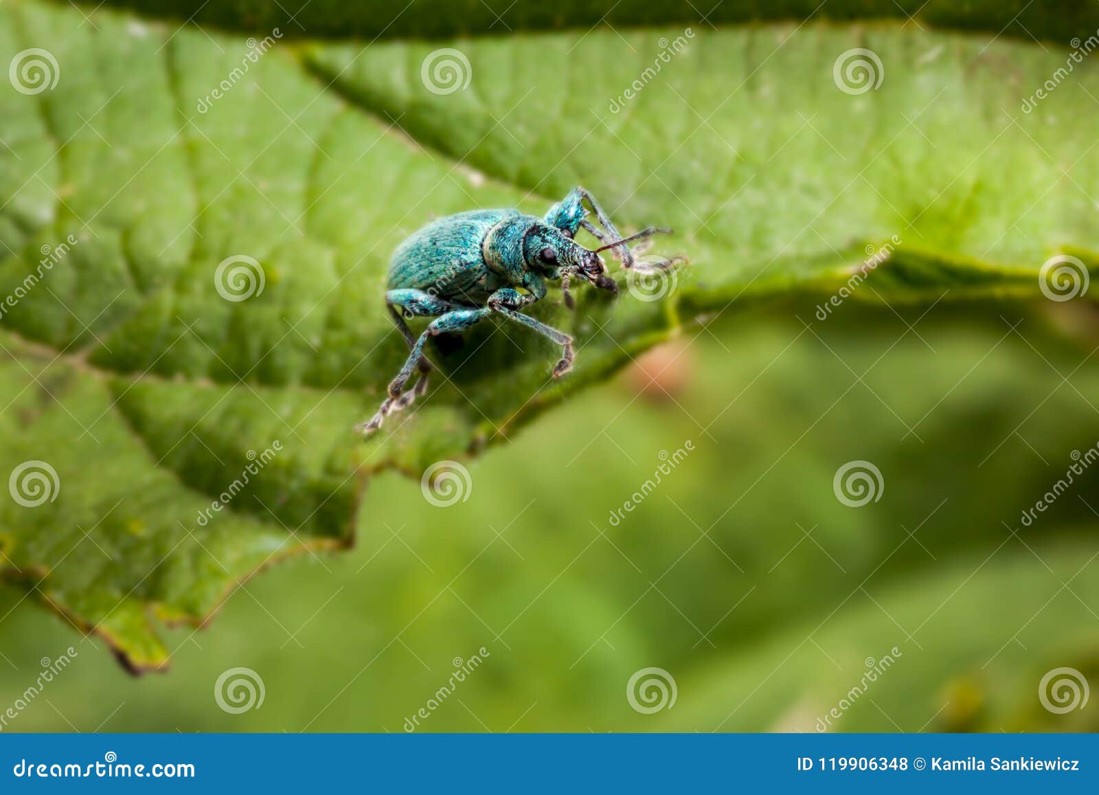 A Blue Weevil Beetle on a Leaf Stock Photo - Image of weevil, animal ...