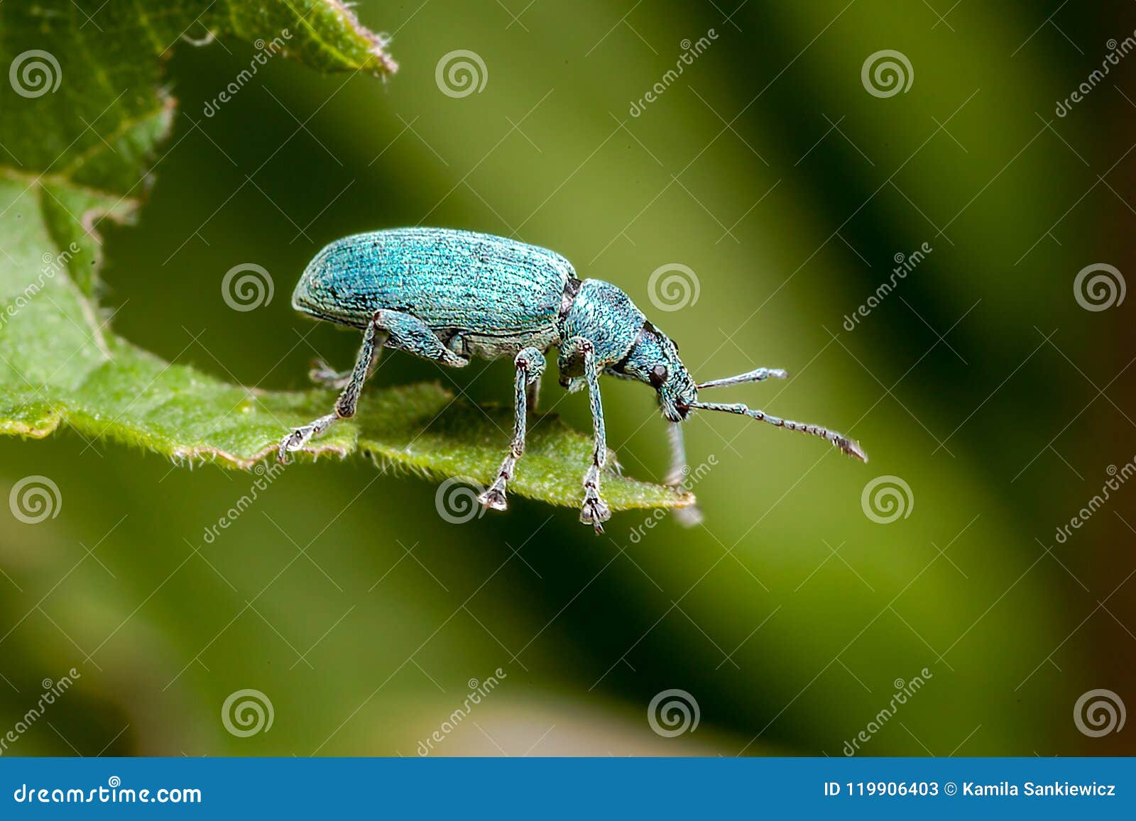 Blue Weevil Stock Images - Download 145 Royalty Free Photos