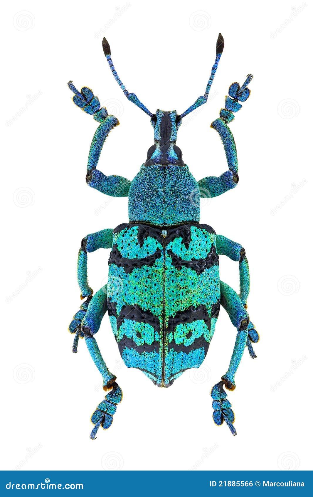 Red Weevil Stock Photography | CartoonDealer.com #13225322