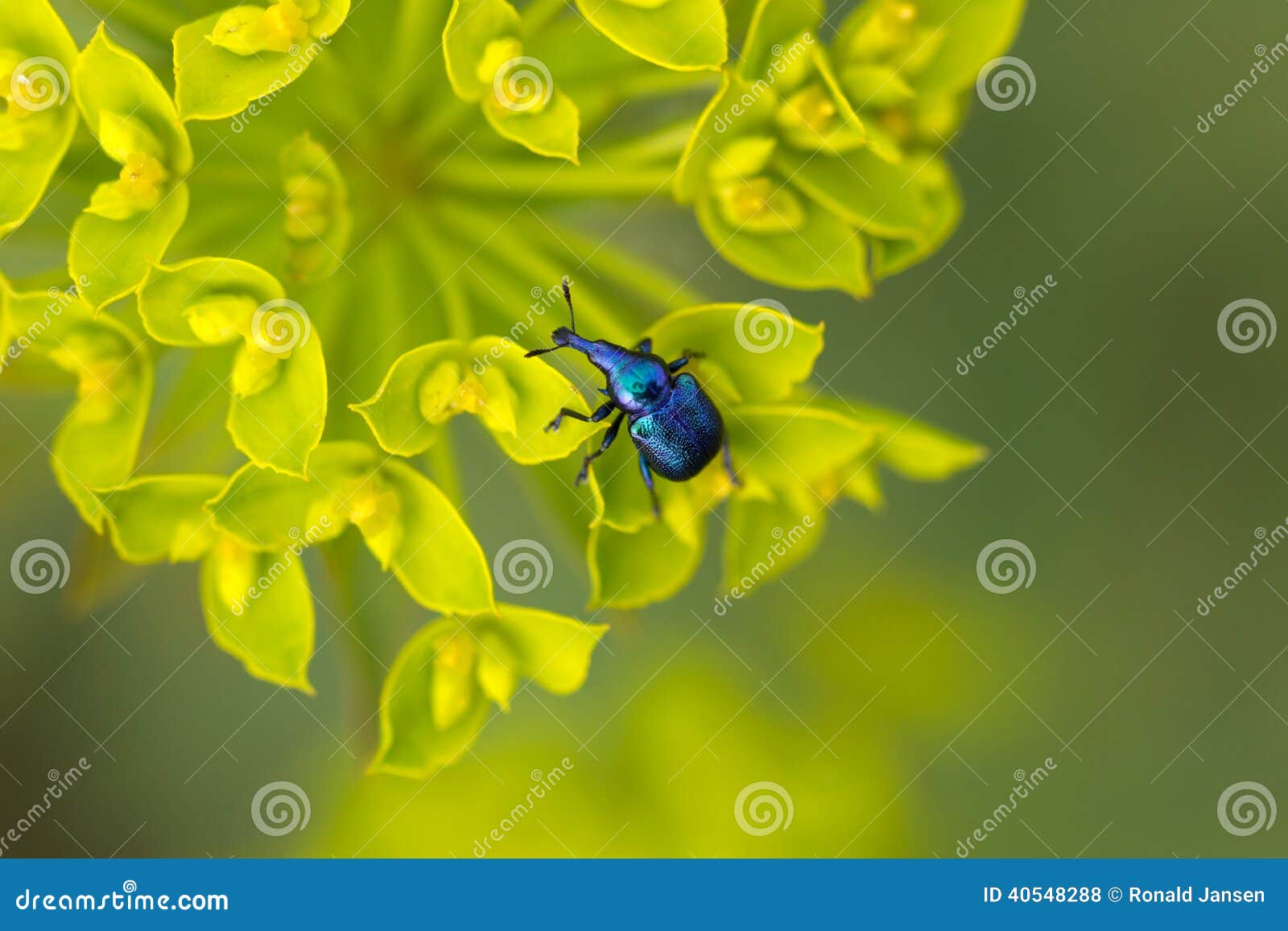 Blue Weevil on a Yellow Flower Stock Photo - Image of yellow, insect ...