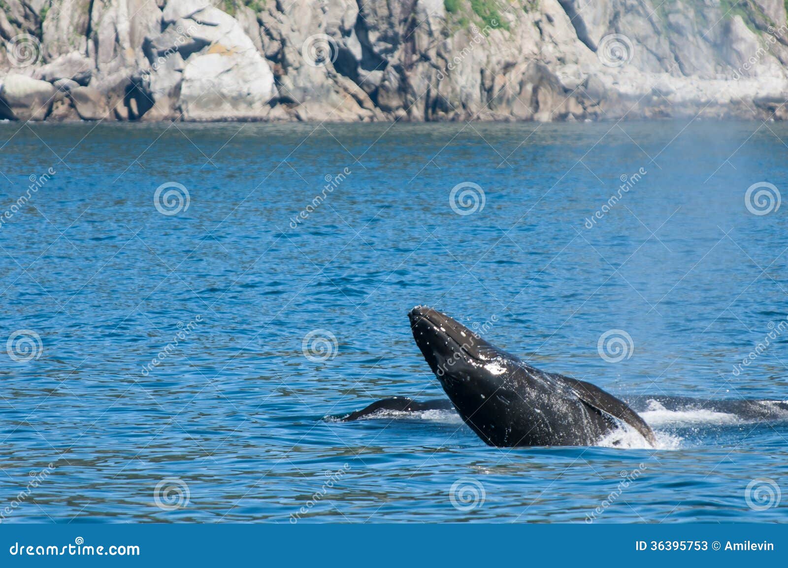 Blue whale stock image. Image of mammal, alaska, biggest - 36395753