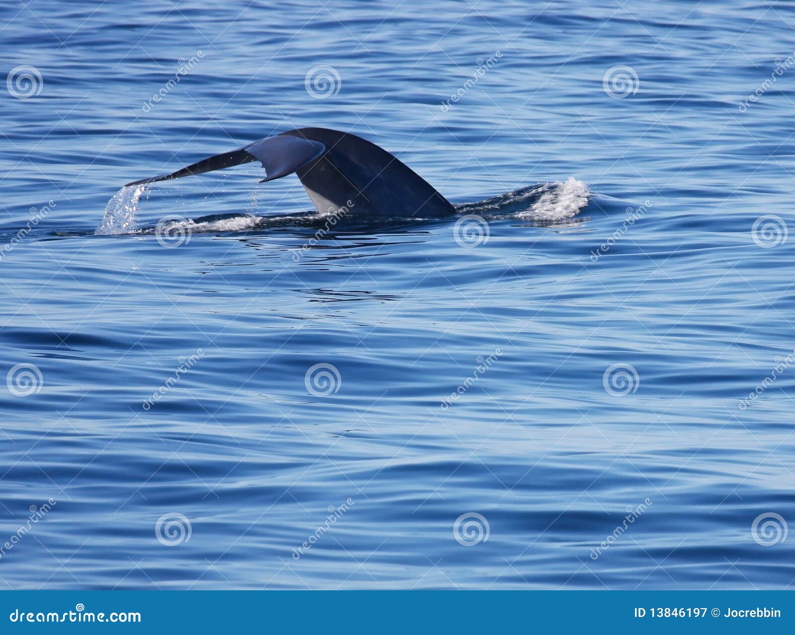 Blue whale fluking. stock image. Image of water, mexico - 13846197