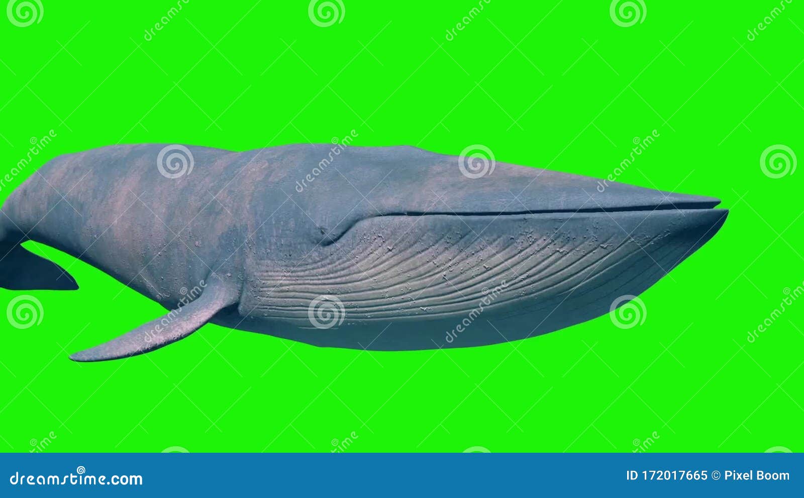 Whale Green Screen Stock Footage & Videos - 53 Stock Videos