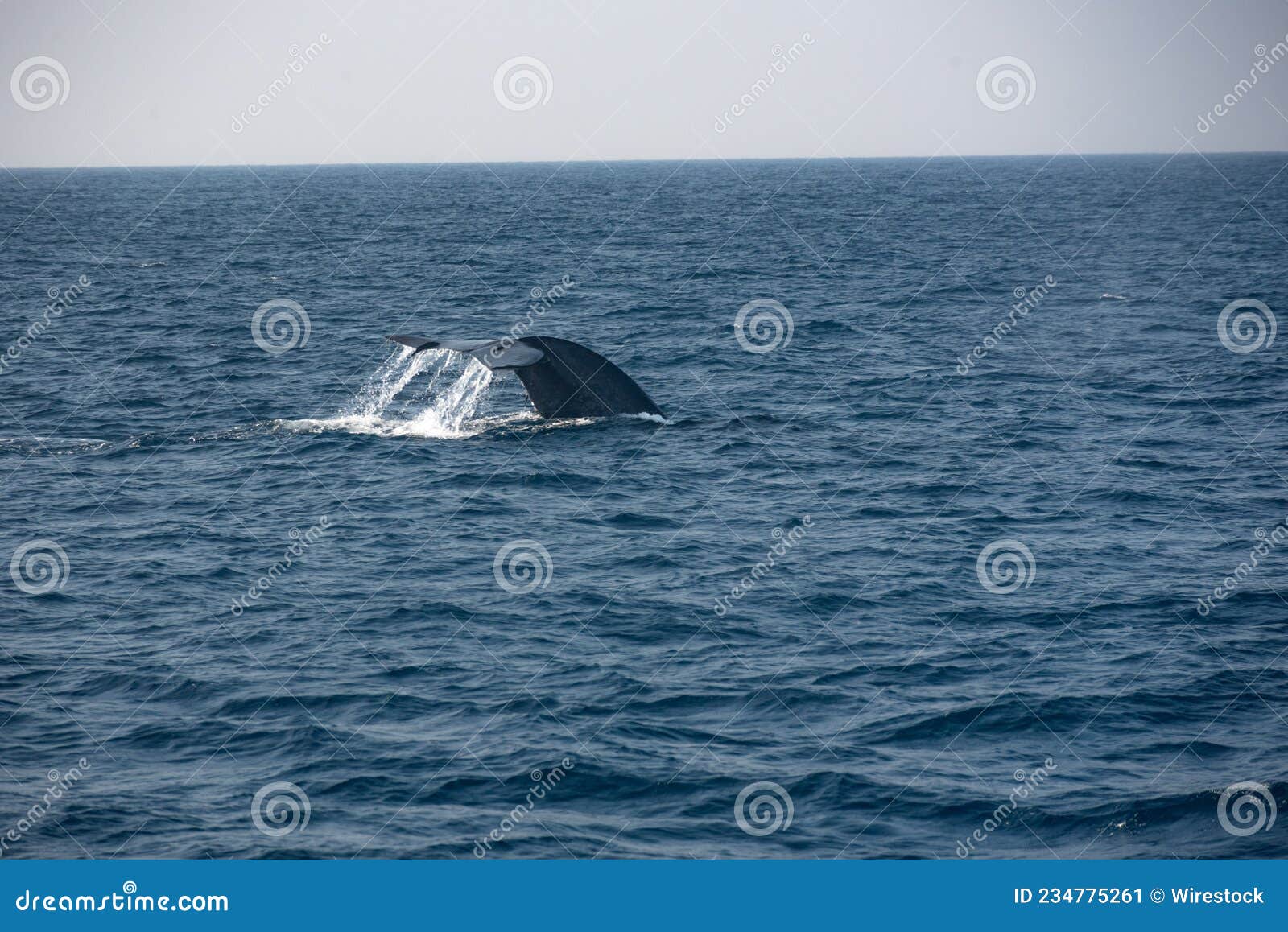 Blue Whale in the Indian Ocean Stock Image - Image of animal, swim ...