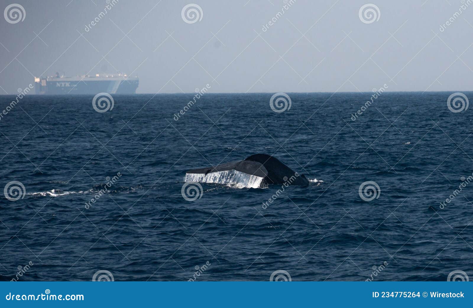 Blue Whale in the Indian Ocean Stock Photo - Image of creature, nature ...