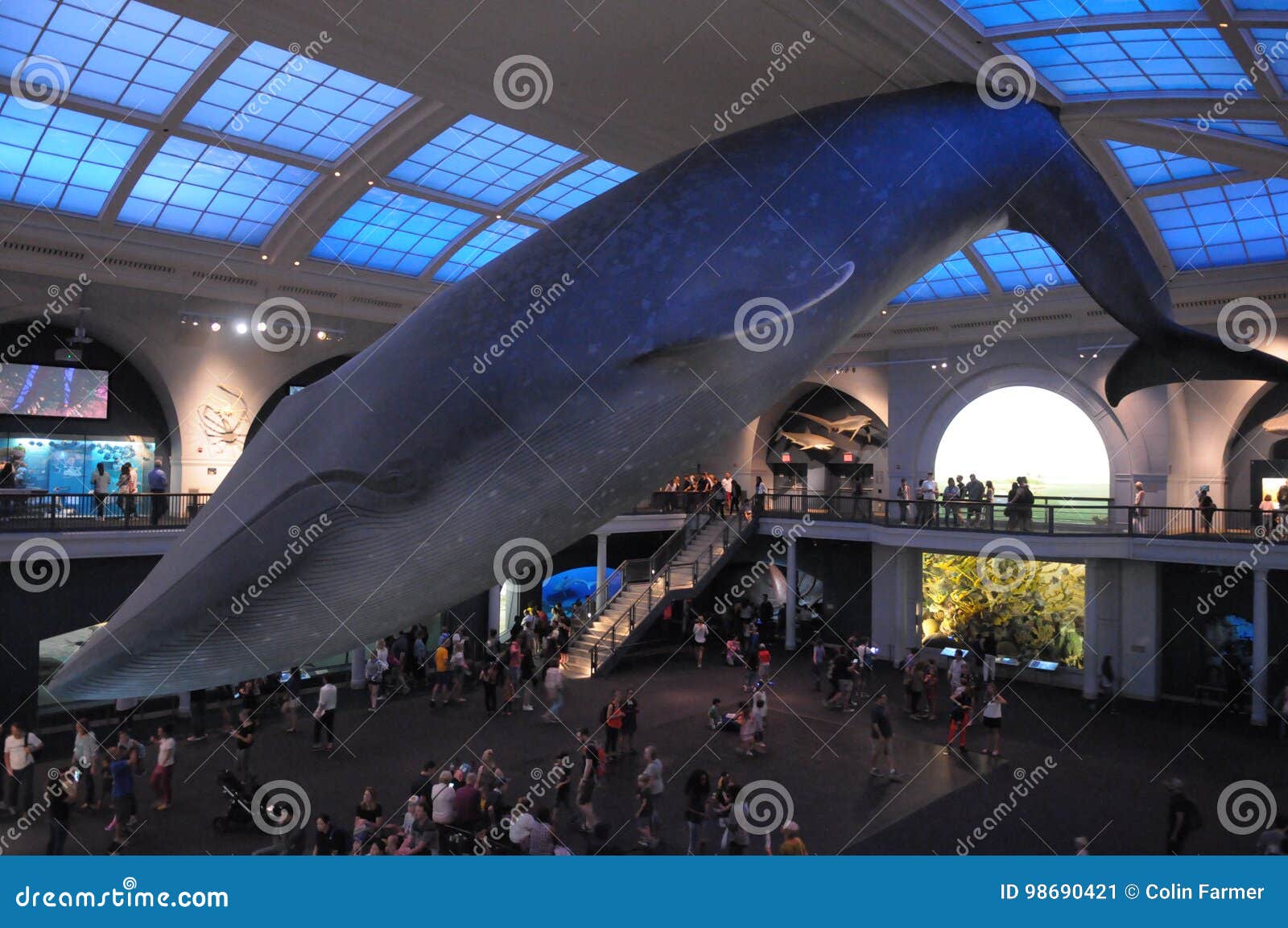 Blue Whale editorial photo. Image of life, hall, smile - 98690421
