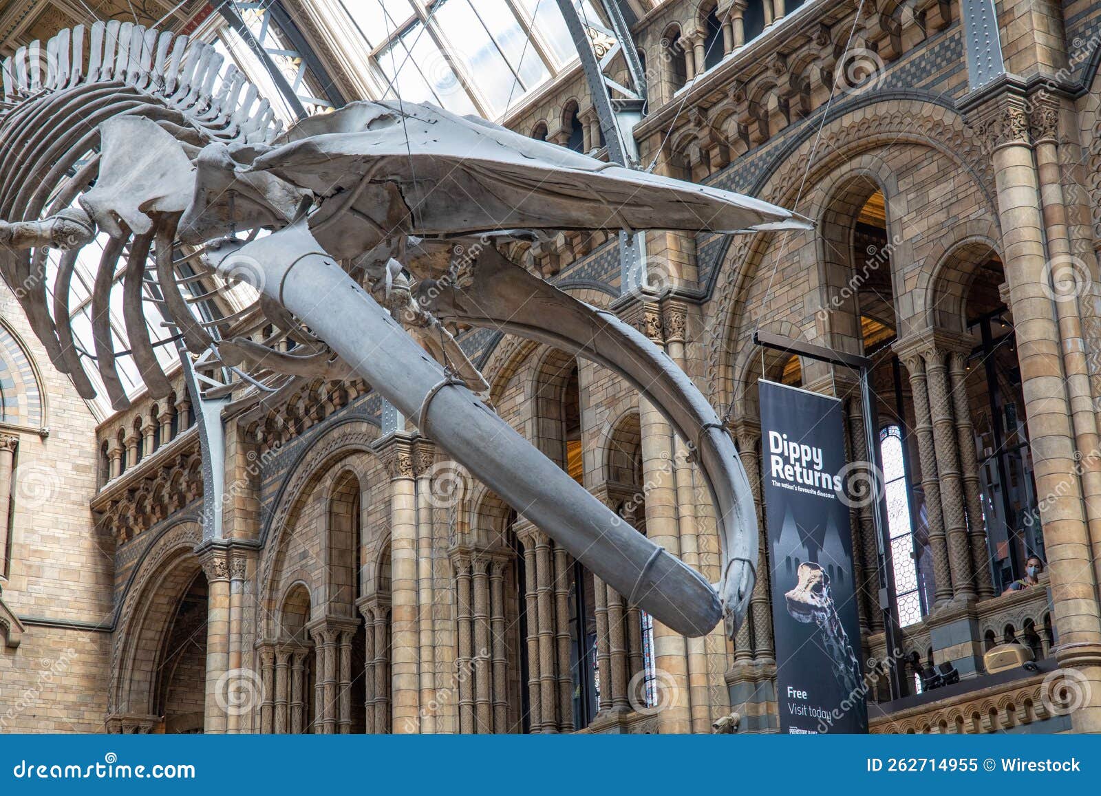 Blue Whale Skeleton in the Natural History Editorial Image - Image of ...