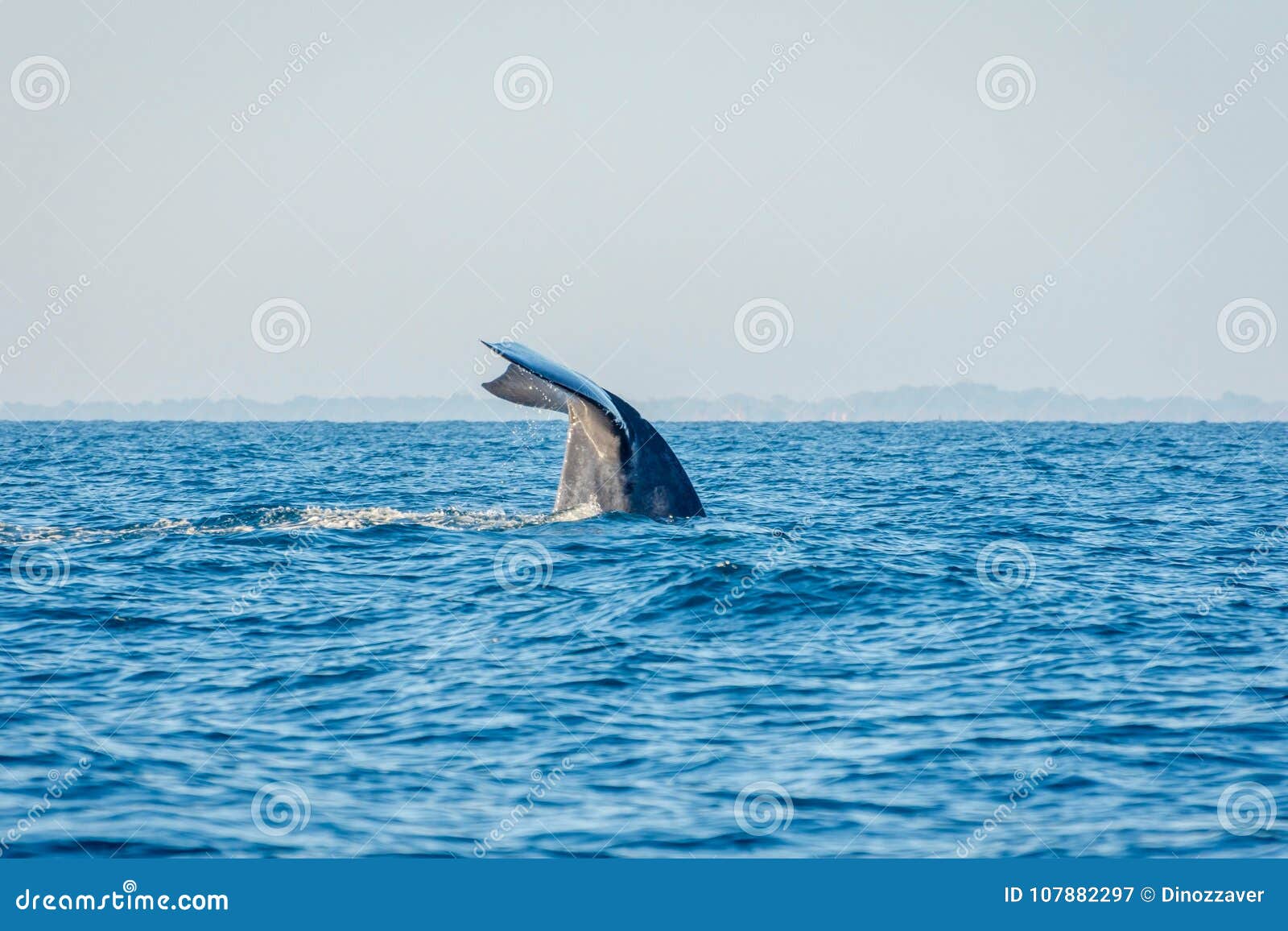 Blue whale tail stock image. Image of dive, giant, migration - 107882297