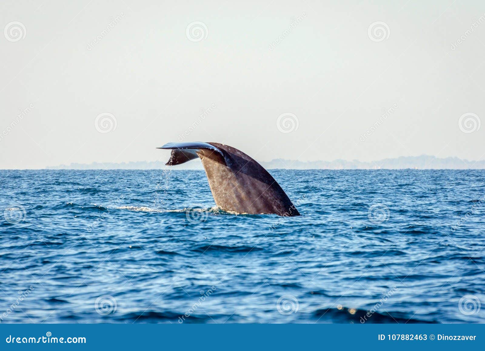 Blue whale tail stock image. Image of fish, diving, swimming - 107882463