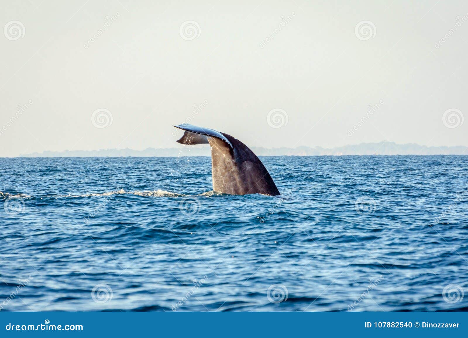 Blue whale tail stock photo. Image of marine, play, ocean - 107882540