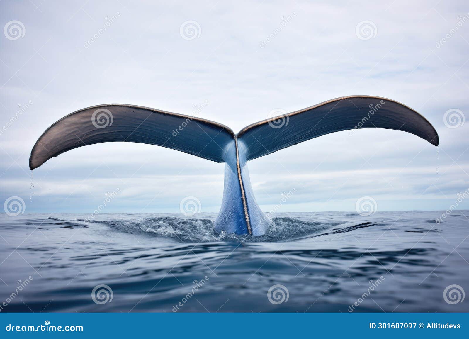 Blue Whale Tail Fin Slapping Ocean Stock Image - Image of behavior ...