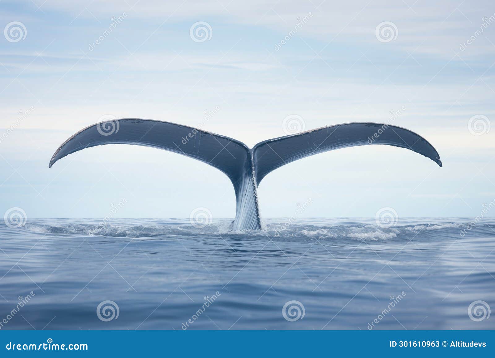 Blue Whale Tail Fin Slapping Ocean Stock Image - Image of blue, aquatic ...