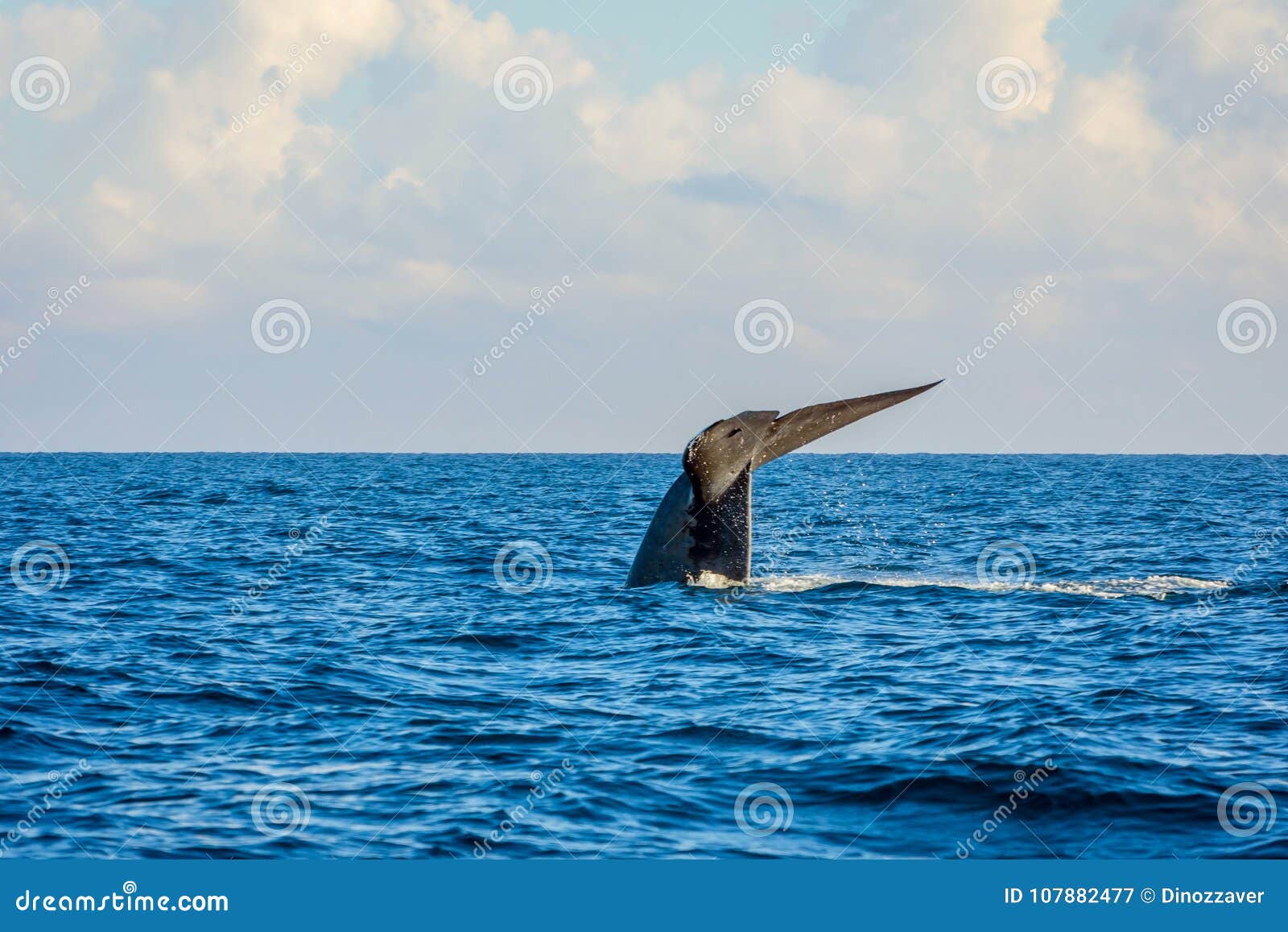 Blue whale tail stock image. Image of large, swimming - 107882477
