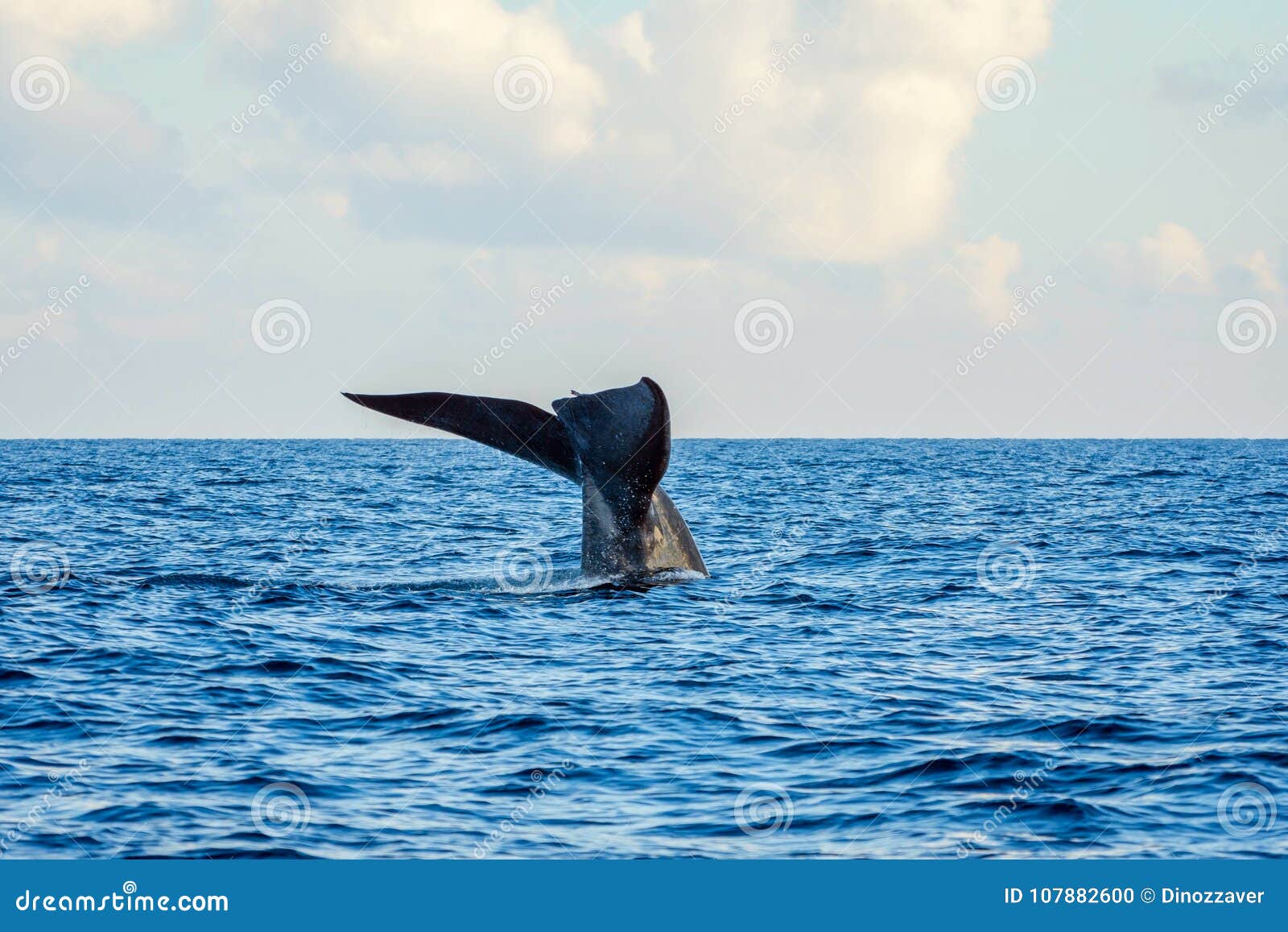 Blue whale tail stock photo. Image of animal, play, dive - 107882600