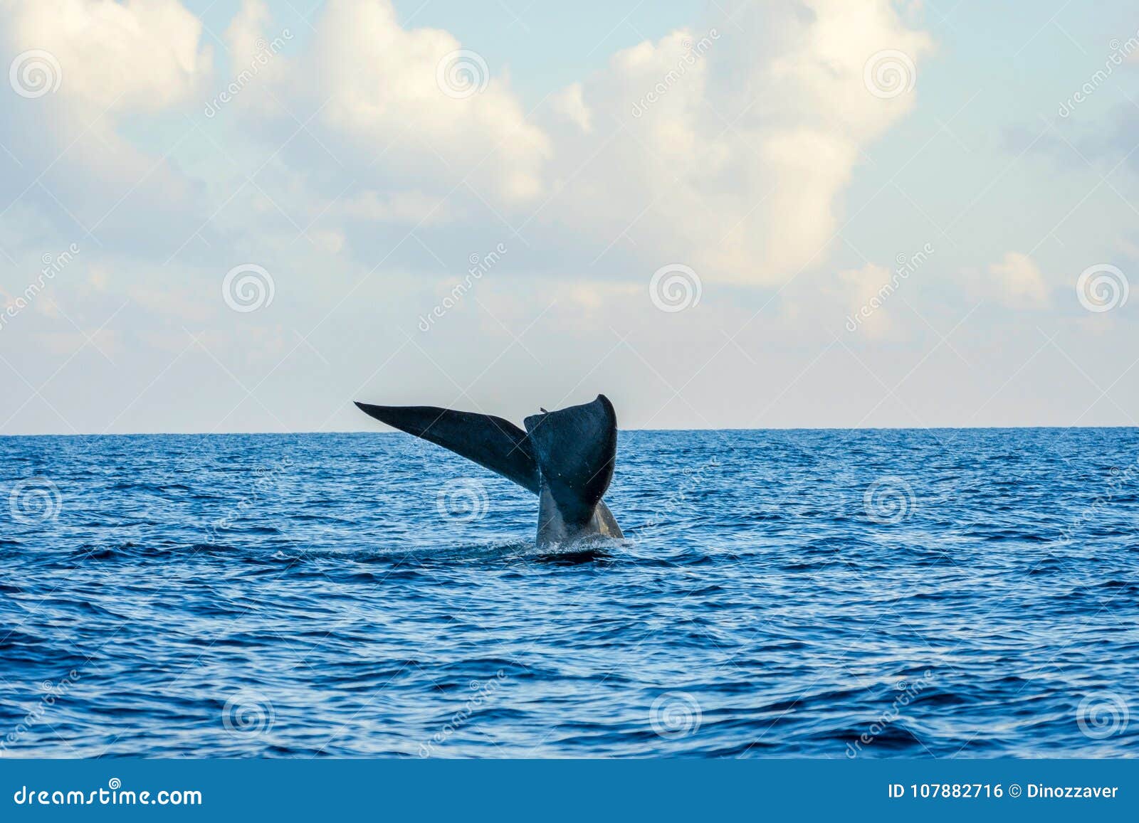 Blue whale tail stock photo. Image of indian, diving - 107882716