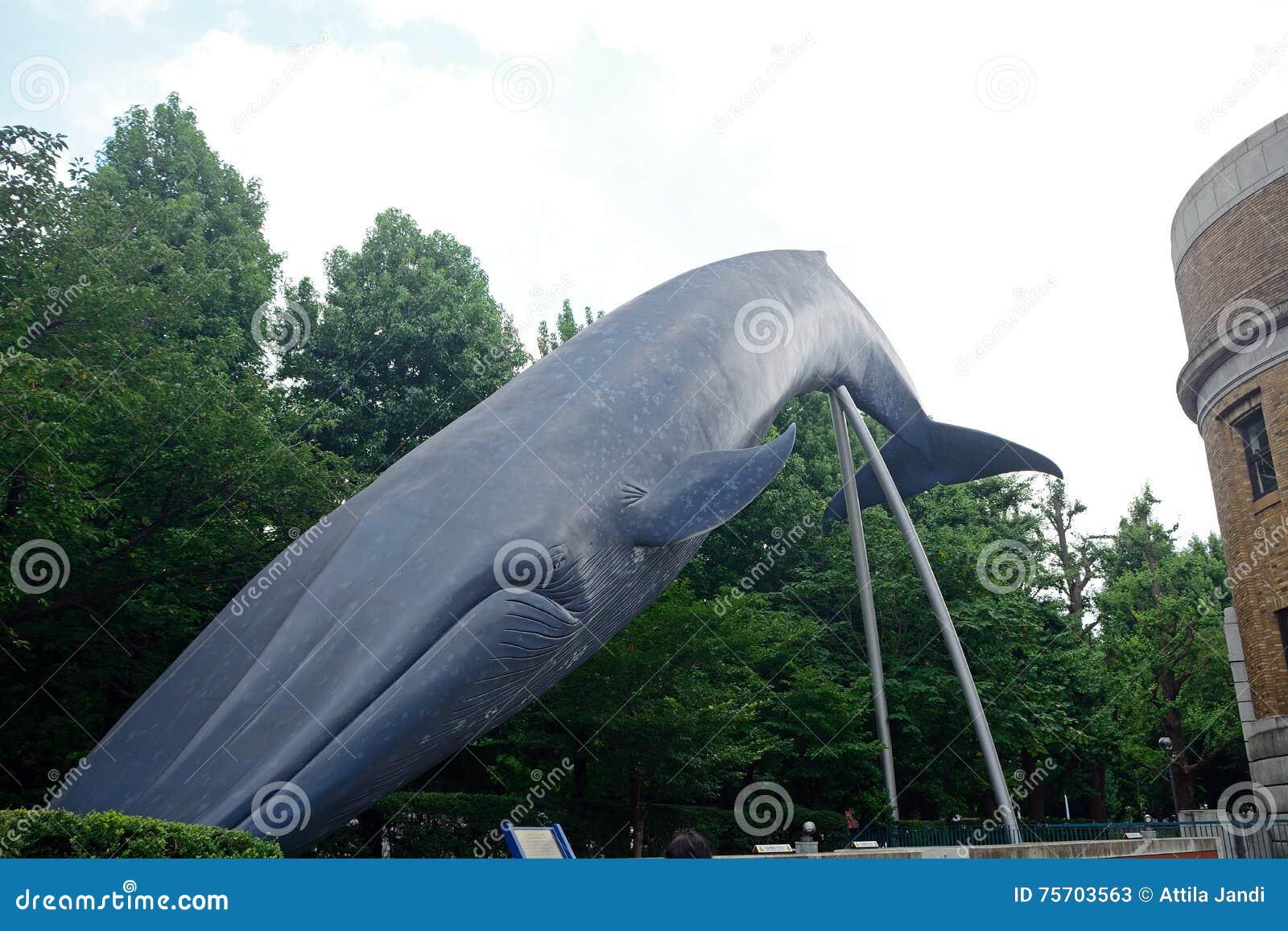 Blue whale, Tokyo, Japan editorial stock photo. Image of scientific ...
