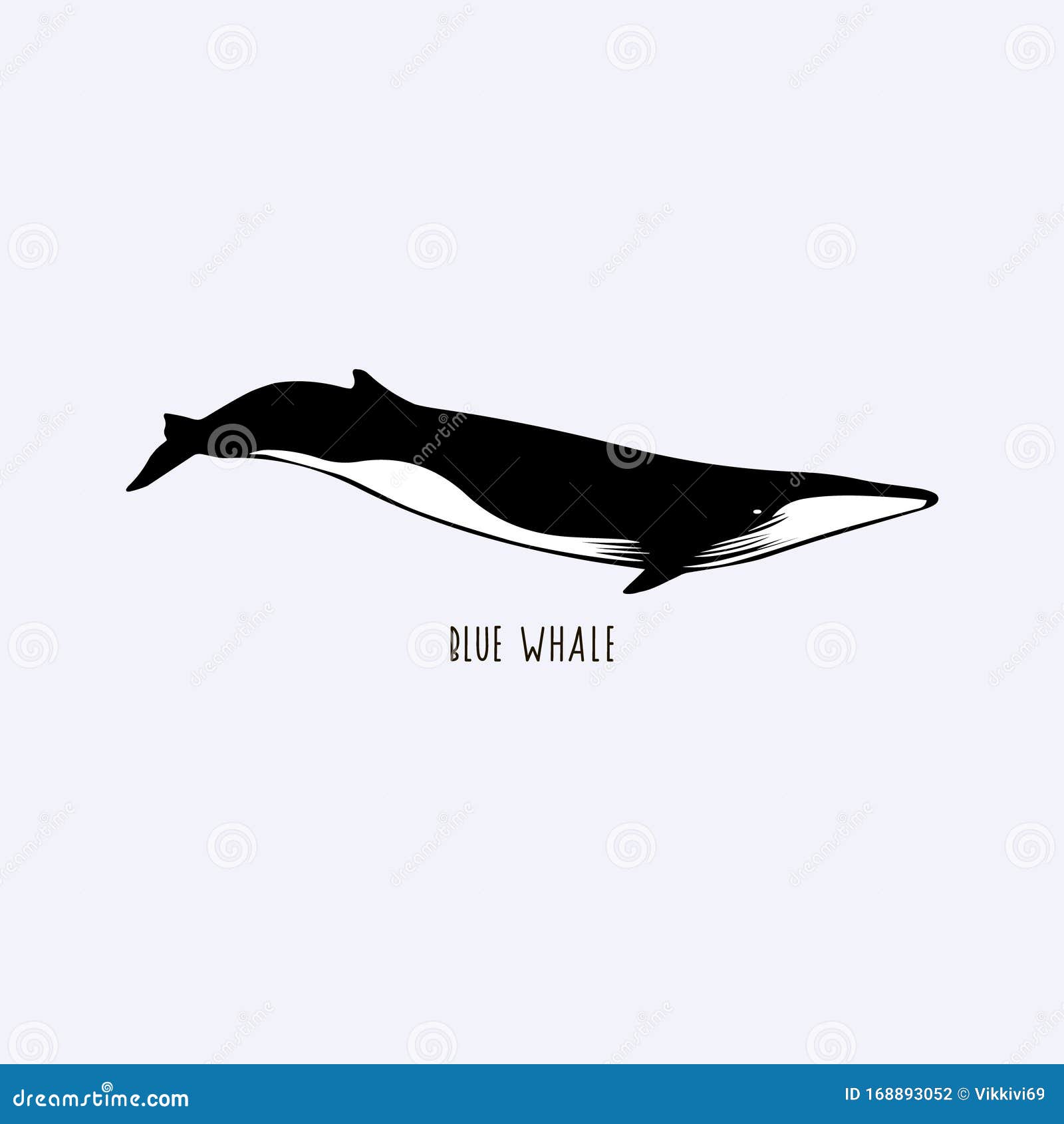 Blue Whale. Vector Drawing of a Whale. Flat Black and White ...