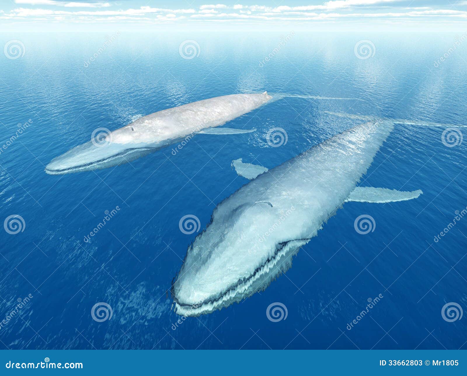 Blue Whales stock illustration. Illustration of giant - 33662803