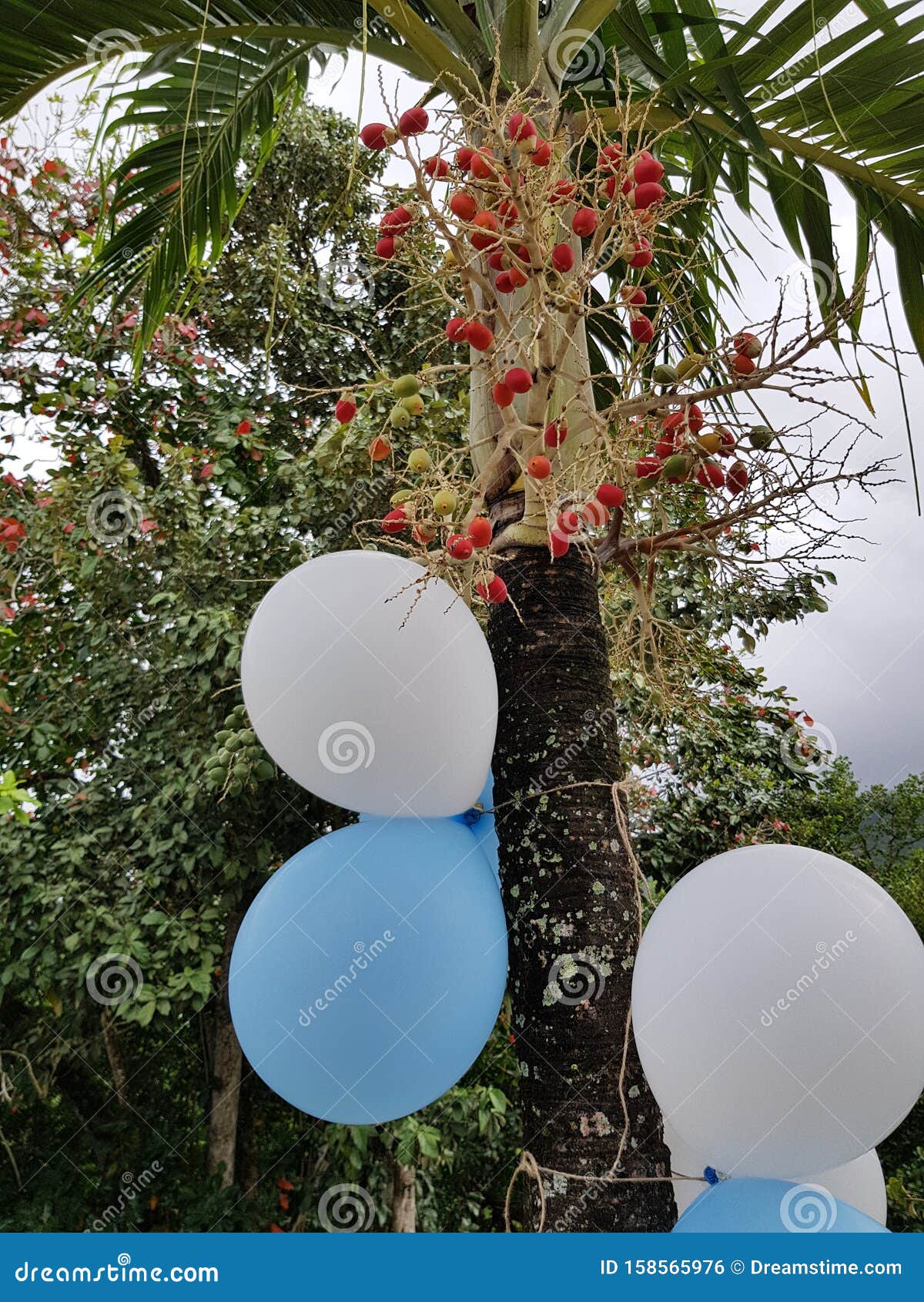 Blue and White Balloons in Palm Tree Stock Photo - Image of palm, tree ...