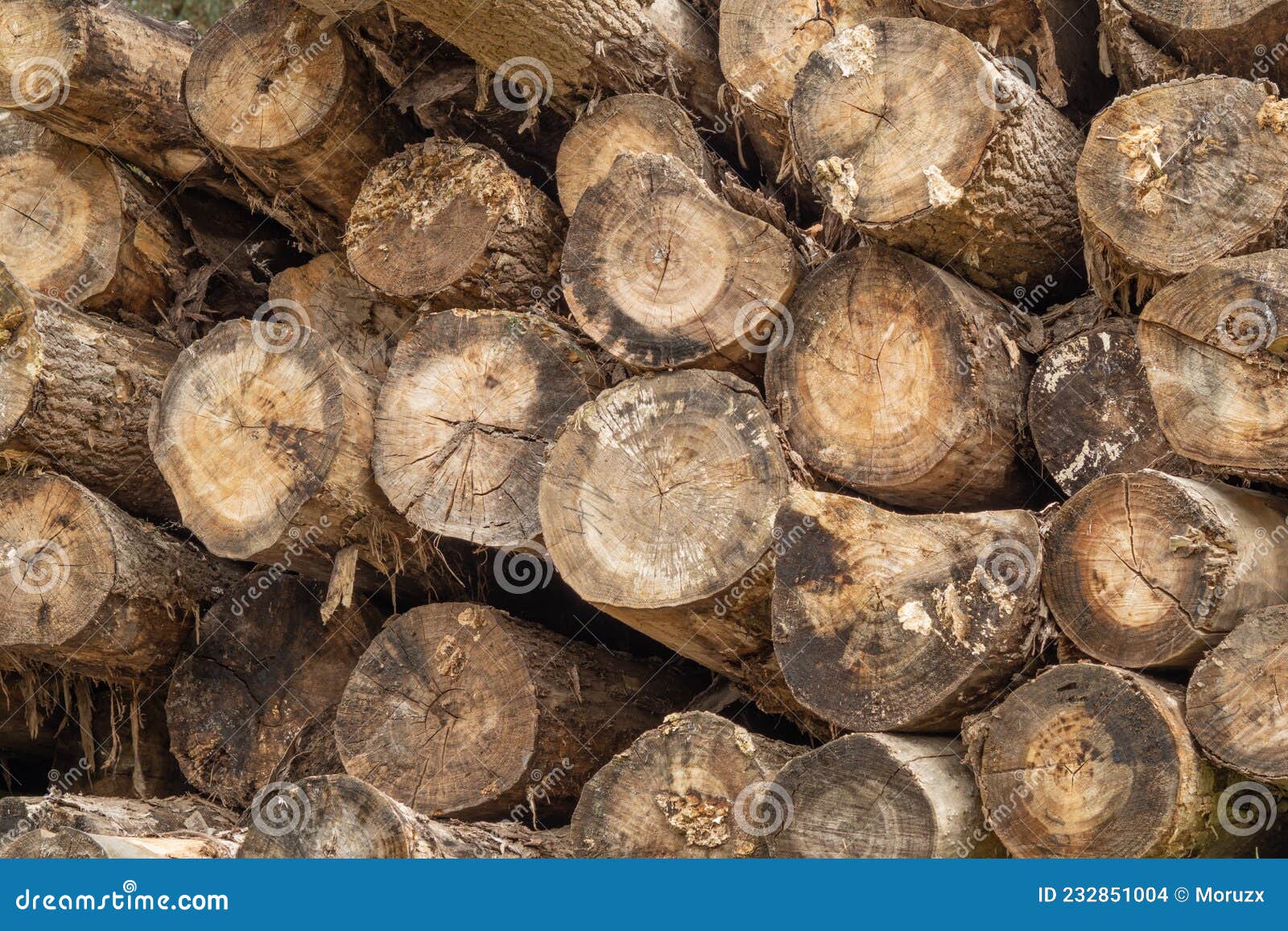 Stacked Firewood. Stack of Forest Trees. Stock Photo - Image of stack ...