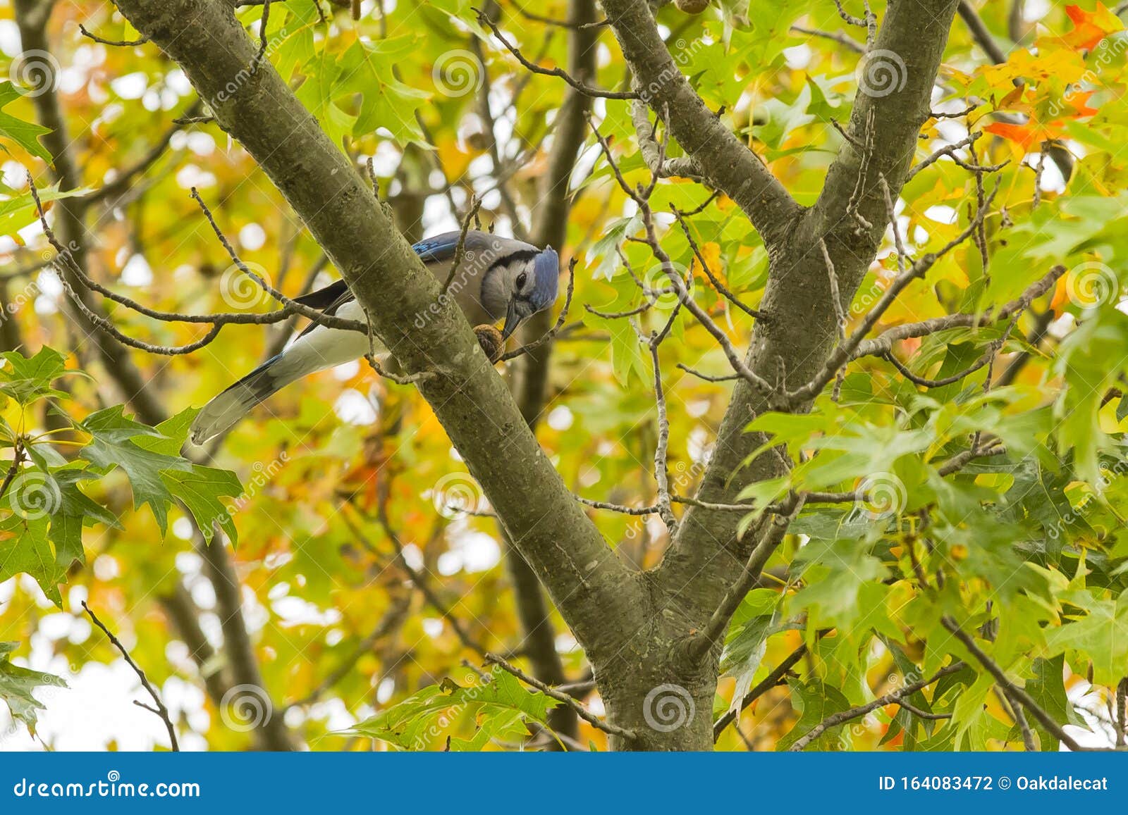 Northern Blue Jay with Acorn Stock Photo - Image of leaves, stripe ...