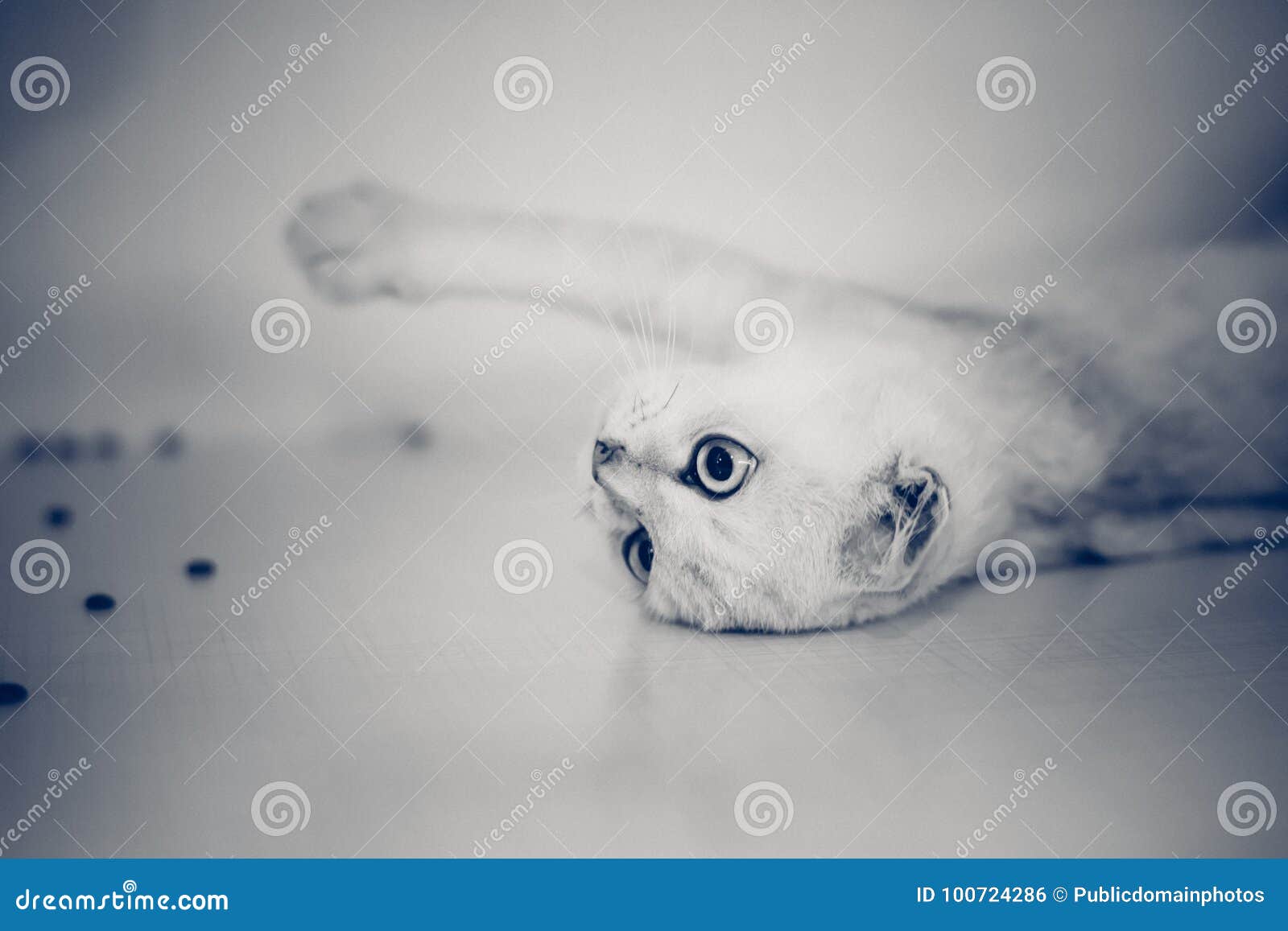 Blue, White, Cat, Close Up Picture. Image: 100724286