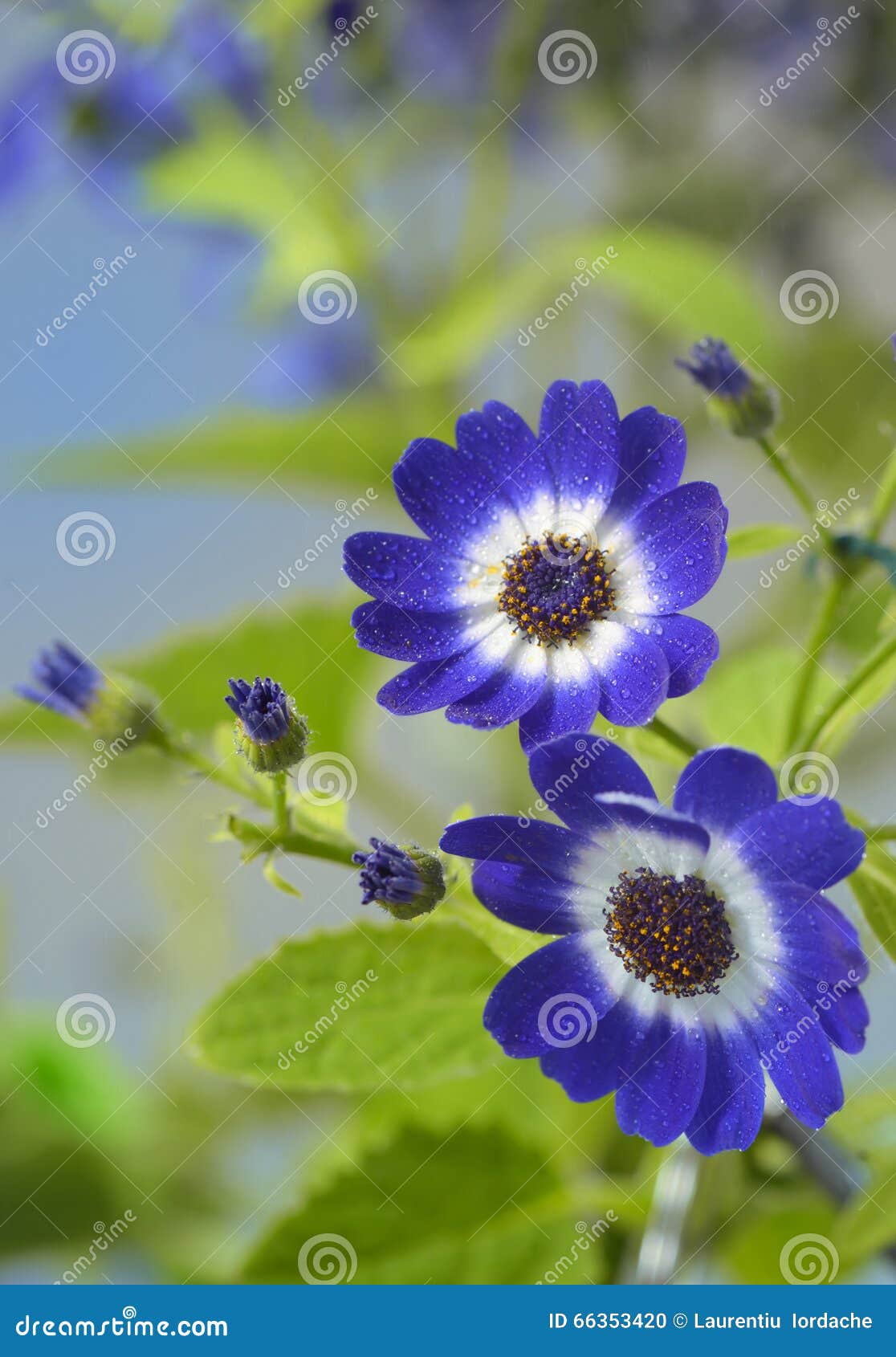 Blue and White Cineraria Flowers Stock Photo - Image of cineraria ...